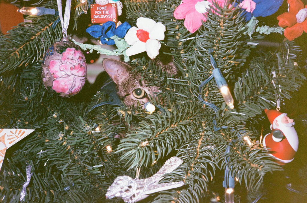 Gunk On A Christmas Tree Crossword | James Crossword Puzzles